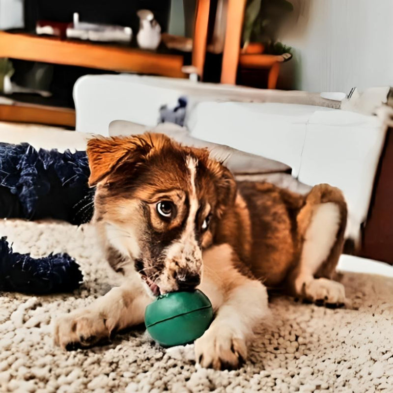 Pupsicle - It's a Dogs Favorite Dog Toy!-U.N.I.Q.U.E Inc AUSTRALIA