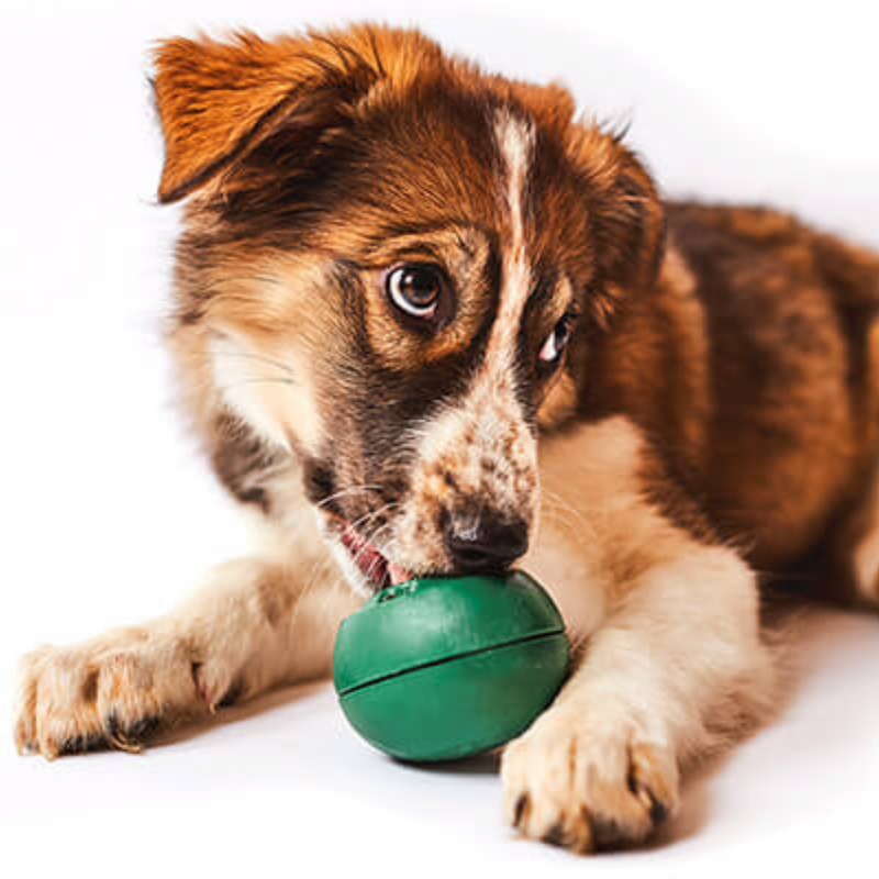Pupsicle - It's a Dogs Favorite Dog Toy!-U.N.I.Q.U.E Inc AUSTRALIA