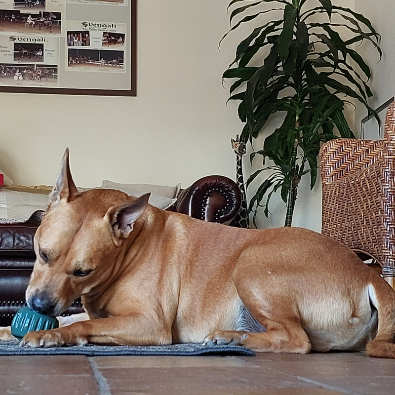 Pupsicle - It's a Dogs Favorite Dog Toy!-U.N.I.Q.U.E Inc AUSTRALIA